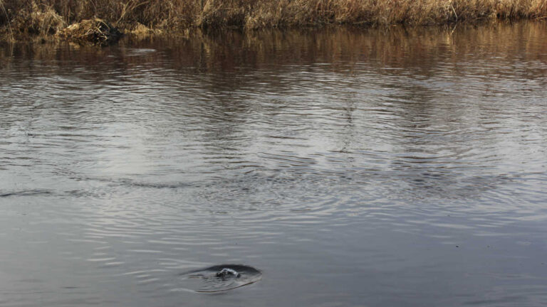 10 Best Trico Patterns (Nymphs, Dries with an Easy Fly to Tie) - Guide ...