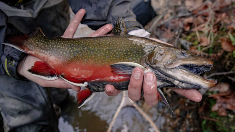 How to Pick the Best Color Flies for Trout - Guide Recommended
