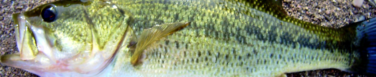 13 Best Places to Fly Fish in Missouri: Maps Included - Guide Recommended