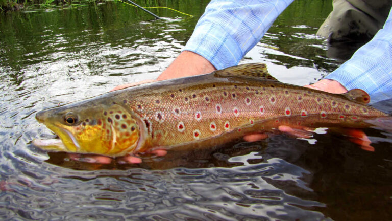 10 Best Stonefly Patterns (Nymphs, Dries with an Easy Fly to Tie ...