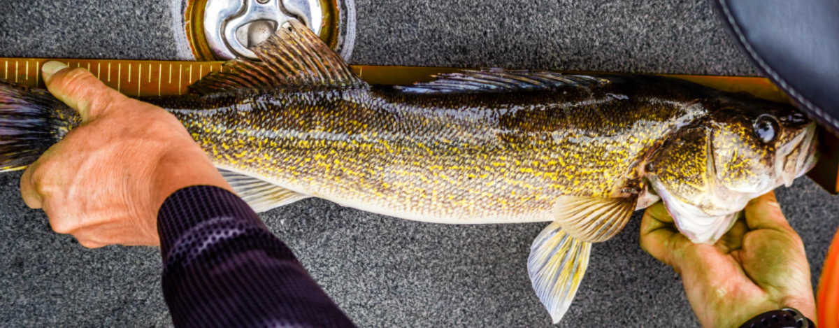 How Much Is a Fishing License in New Jersey? (Regulations and More ...