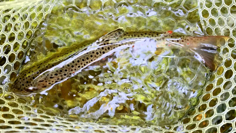 Where to Fish on Esopus Creek, NY (Maps, Flies and More) - Guide ...