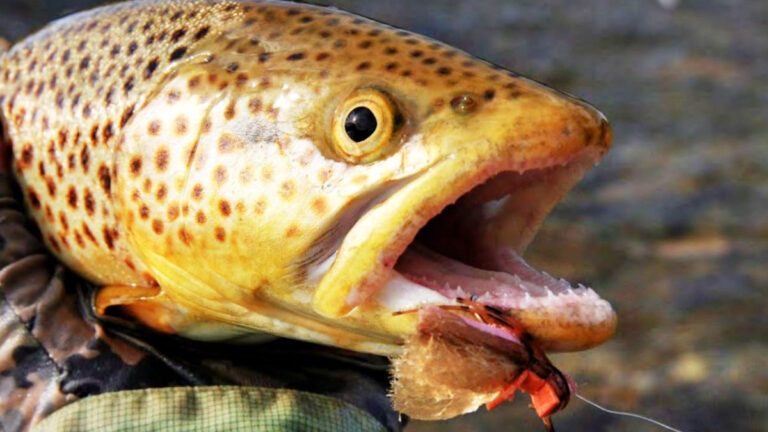 The 11 Best Emerger Fly Patterns for Successful Trout Fishing - Guide ...