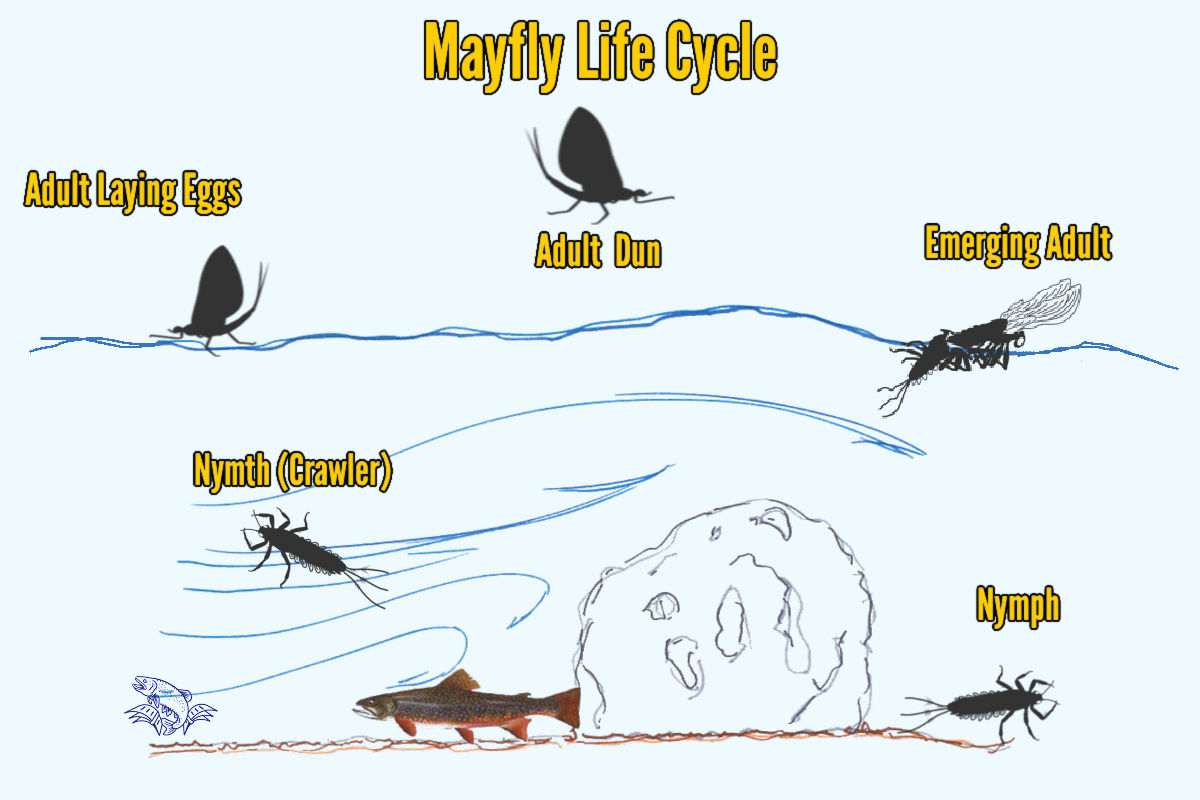 The 11 Best Emerger Fly Patterns for Successful Trout Fishing - Guide ...