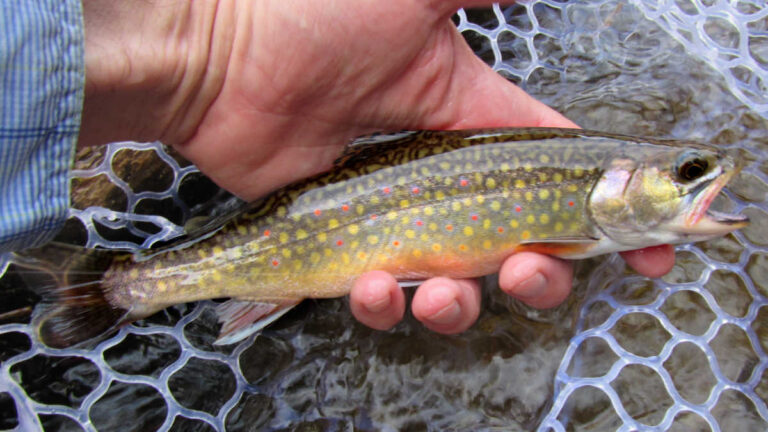 The Best Hook Size for Trout (Catch More: Size Matters) - Guide Recommended