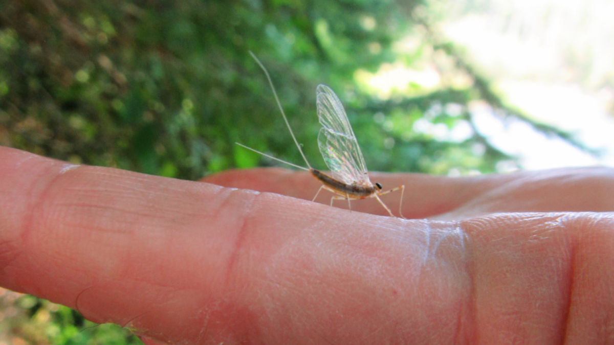 10 Best Trico Patterns (Nymphs, Dries with an Easy Fly to Tie) - Guide Recommended