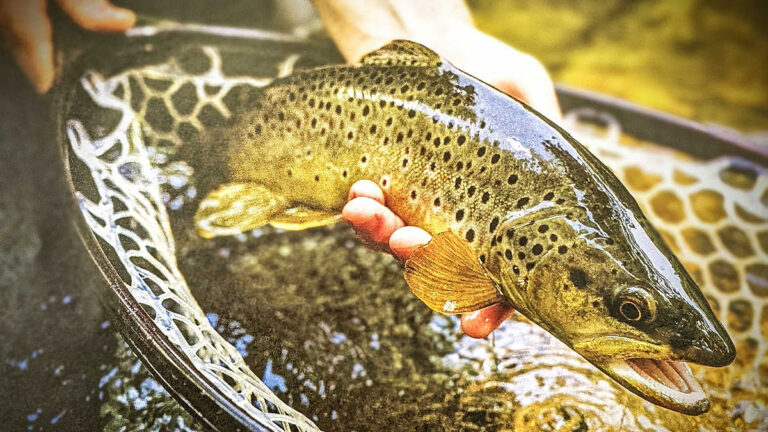Expert Picks: 21 Best Mayfly Patterns for Trout - Guide Recommended