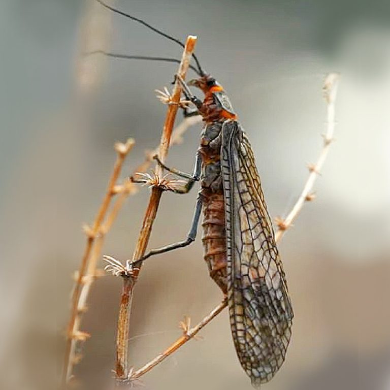 Hit the Jackpot: 17 Best Salmonfly Patterns That Drive Trout Wild - Guide Recommended